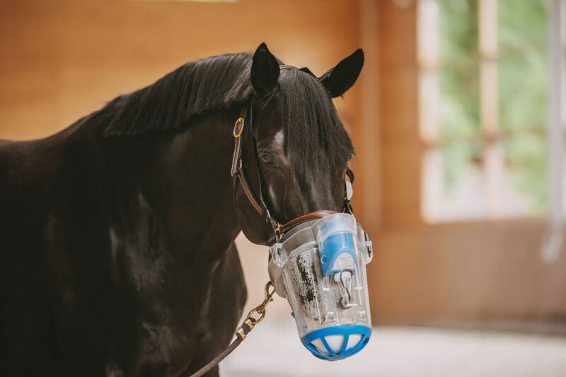 Equines Asthma - Mehr als nur ein Husten - Hofreitschule